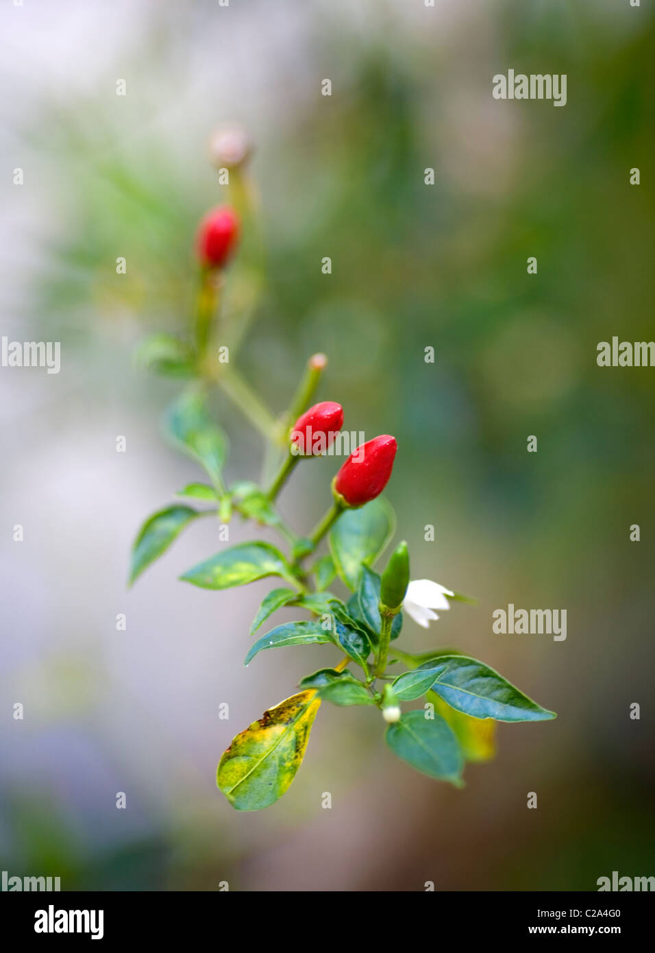 Chilli Plant - Capsicum Stock Photo - Alamy