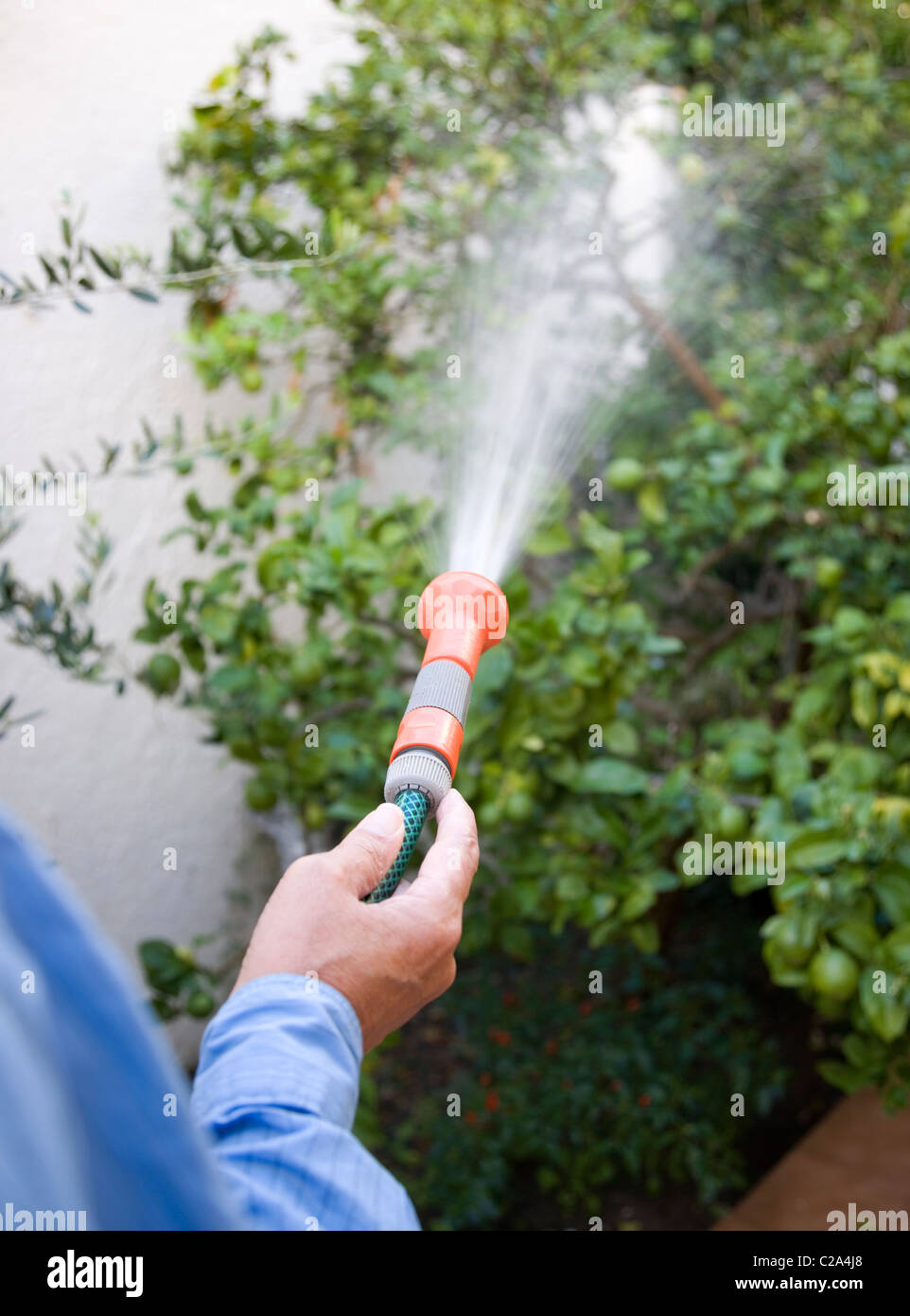 male hand watering garden Stock Photo - Alamy