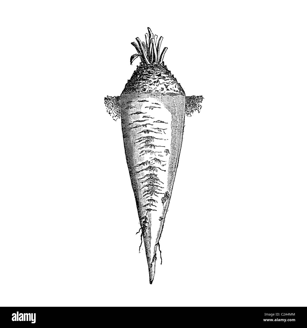 Red beet botanical illustration hi-res stock photography and images - Alamy