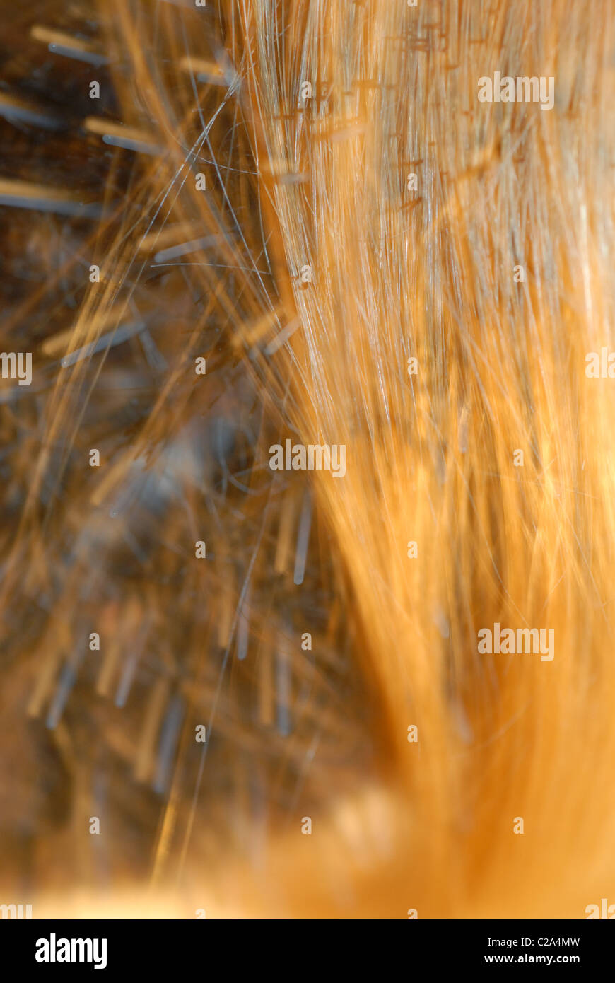 Coiffure brushing hi-res stock photography and images - Alamy