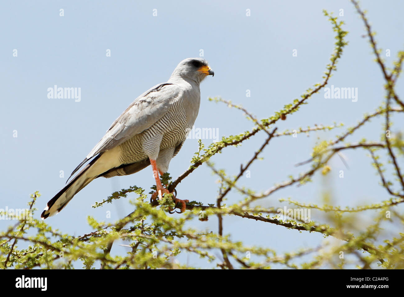 Eastern chanting goshawk kenya hi-res stock photography and images - Alamy