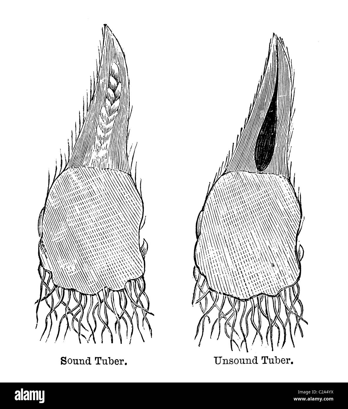 Illustration of sound Tuber and unsound Tuber, 19th century ...