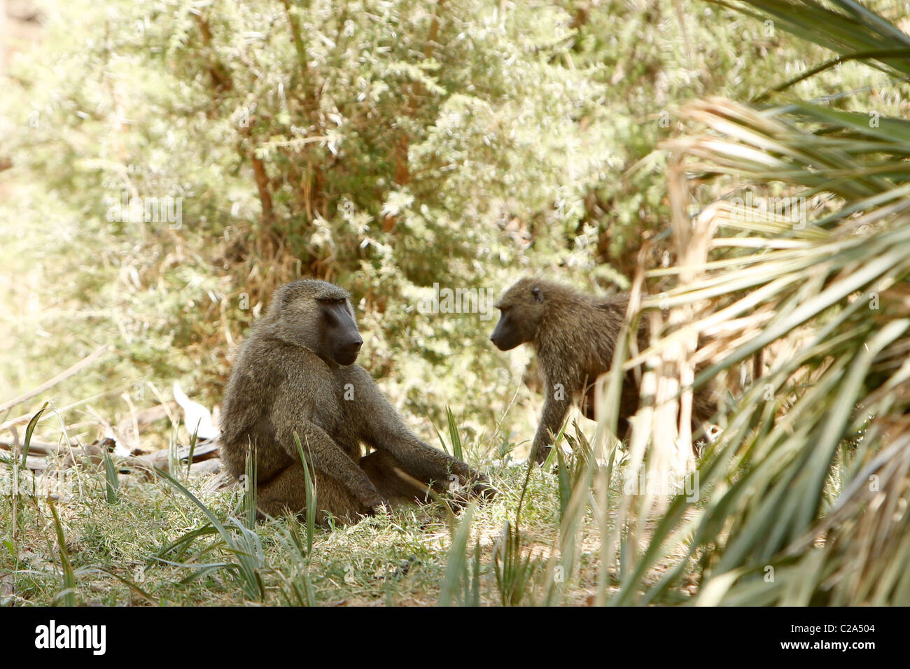 Large male baboon hi-res stock photography and images - Alamy