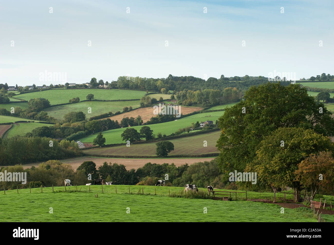 Beautiful view of green fields in the English countryside with cows ...