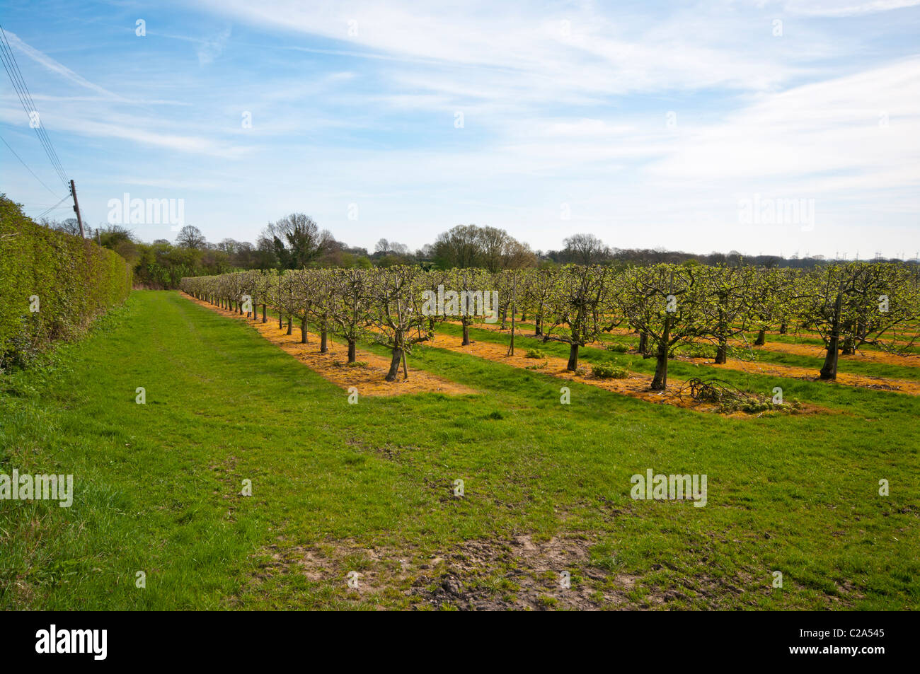 Rows Of Fruit Trees In An Orchard Coming Into Leaf In Spring Stock ...