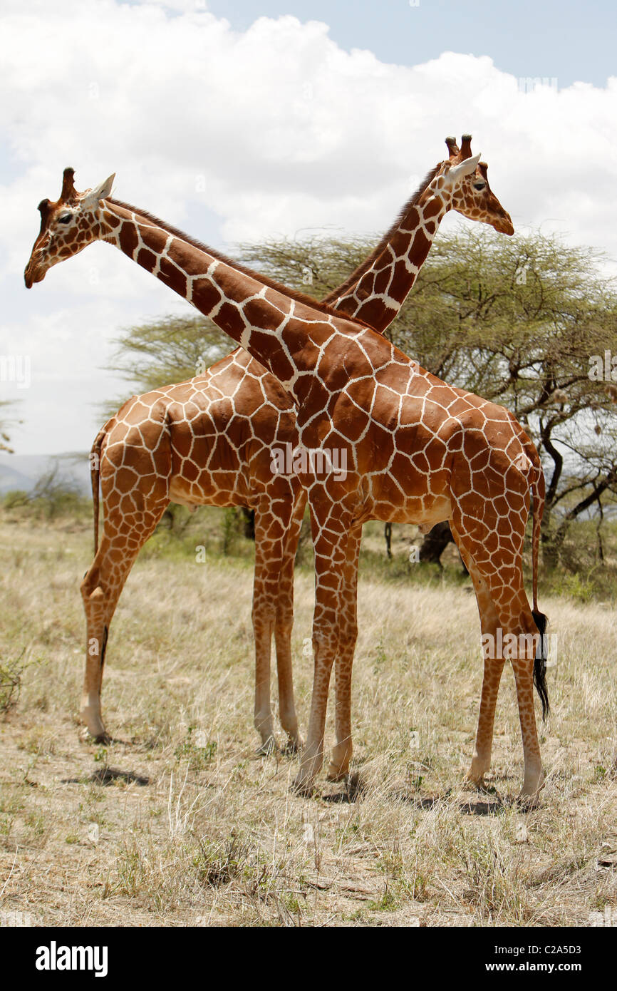 Two Reticulated Giraffes standing together in the Samburu National Reserve, Kenya Stock Photo ...