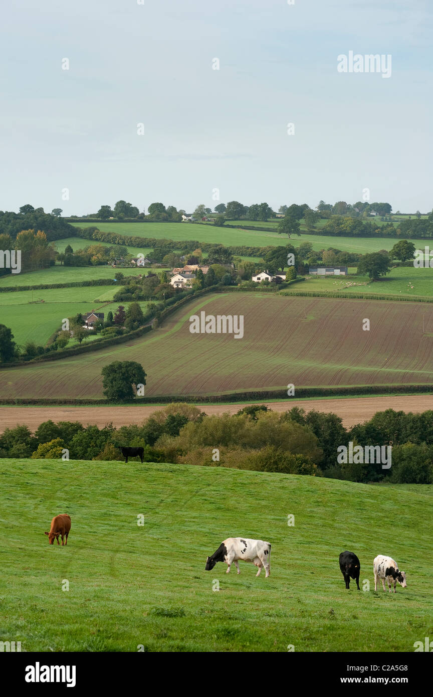 Beautiful view of green fields in the English countryside with cows ...