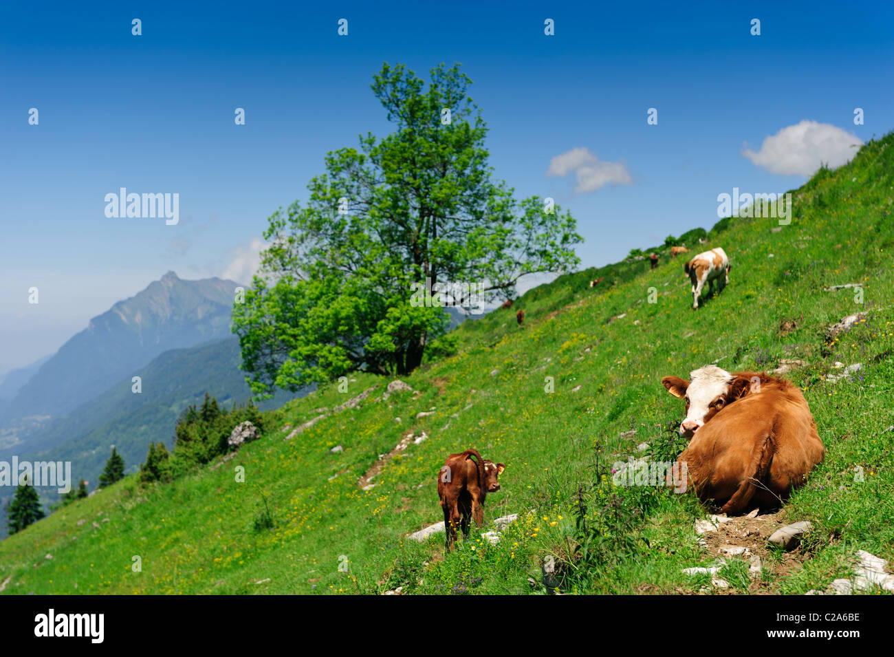 Cow calf lying on alpine slope with green grass under blue sky. Shallow ...