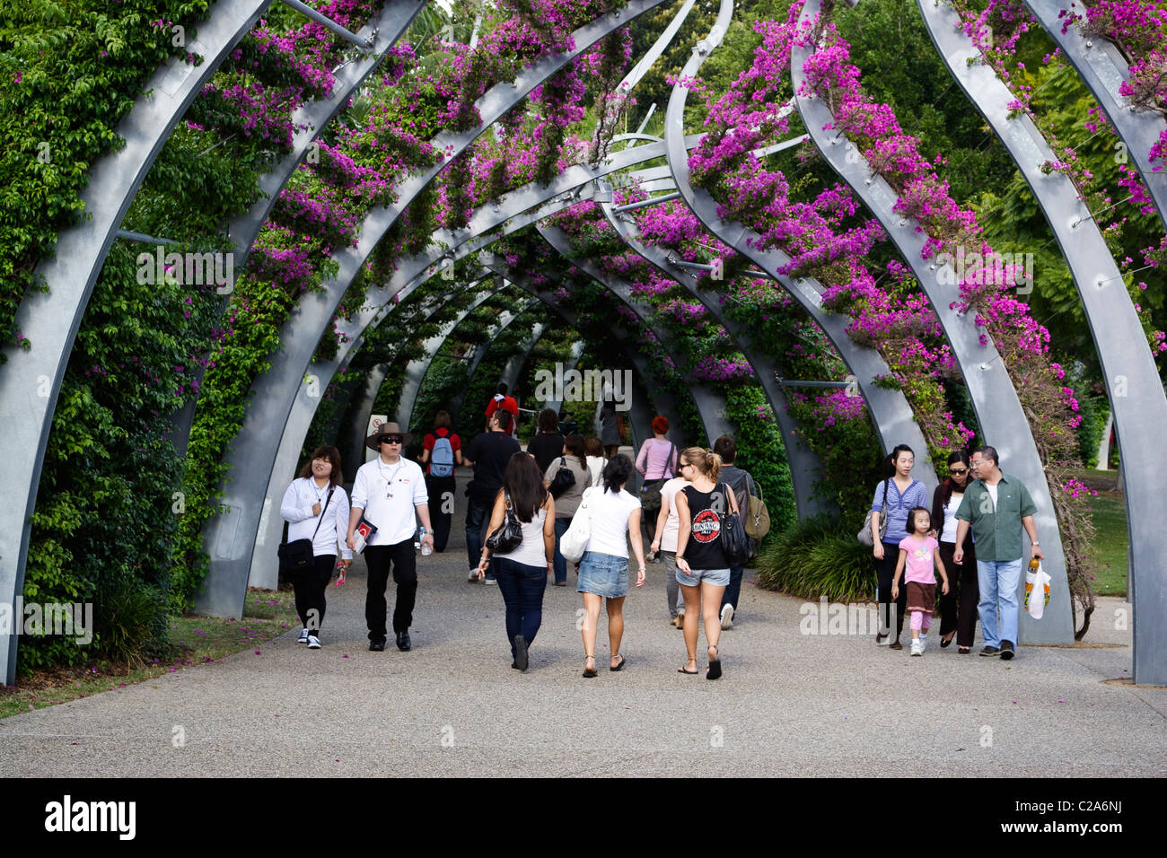 Bougainvillea canopy hi-res stock photography and images - Alamy