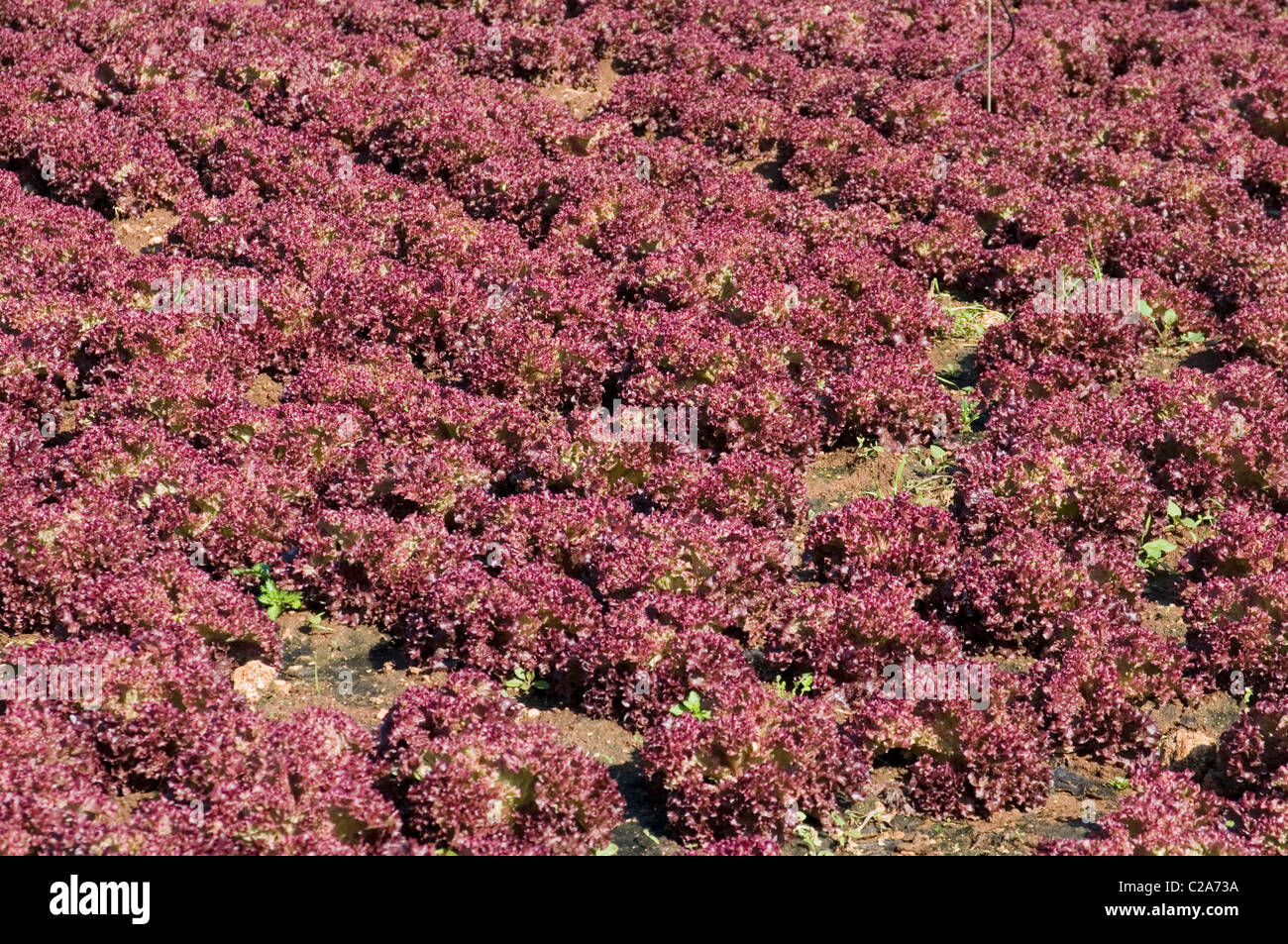 lettuce lettuces filed fields crop crops salad grow growing in farm ...