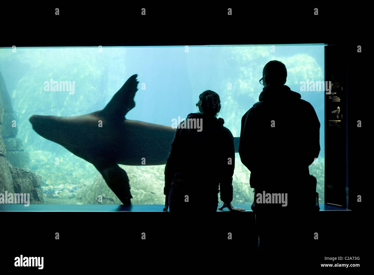 Watching the seals swim underwater is a big attraction at the New York ...