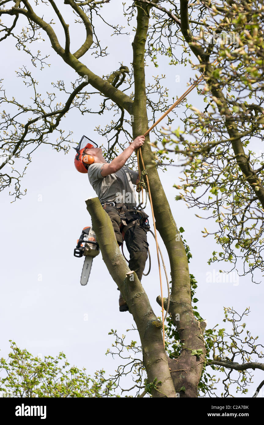 Tree survey hi-res stock photography and images - Alamy