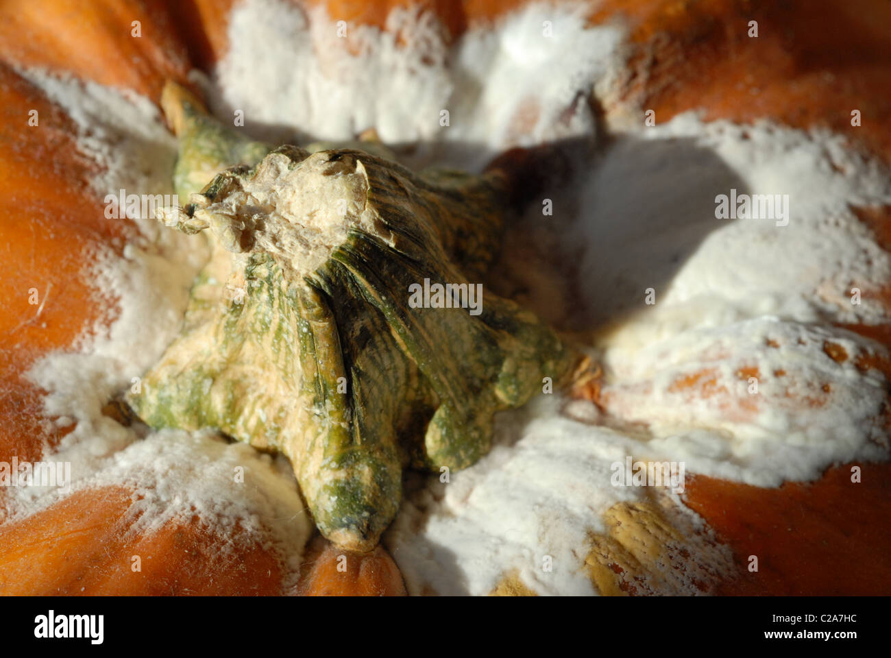 Moldy pumpkin stem Stock Photo - Alamy