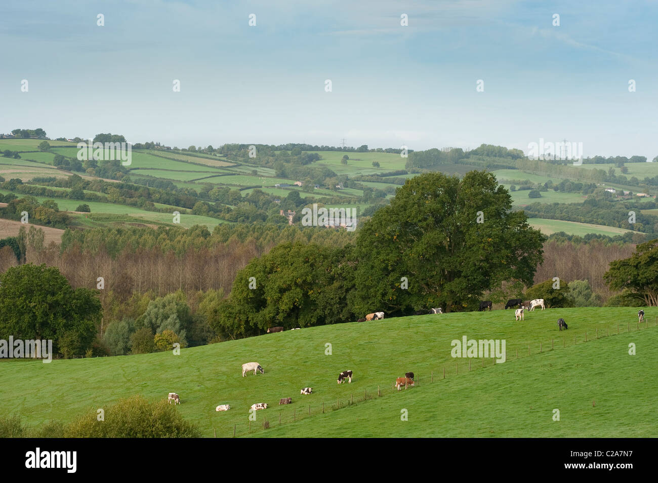 Beautiful view of green fields in the English countryside with cows ...