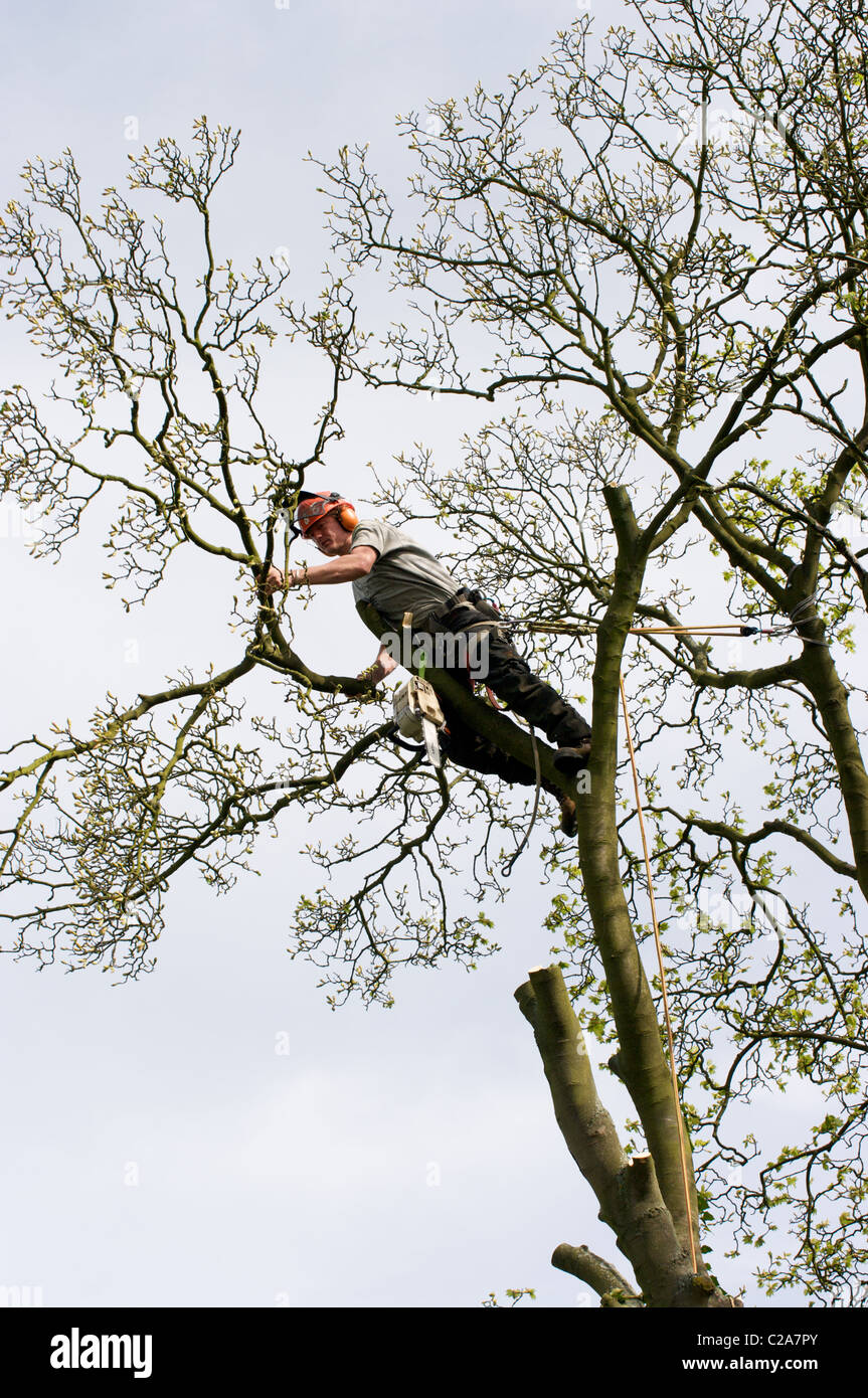 Cutting a large branch Stock Photo - Alamy