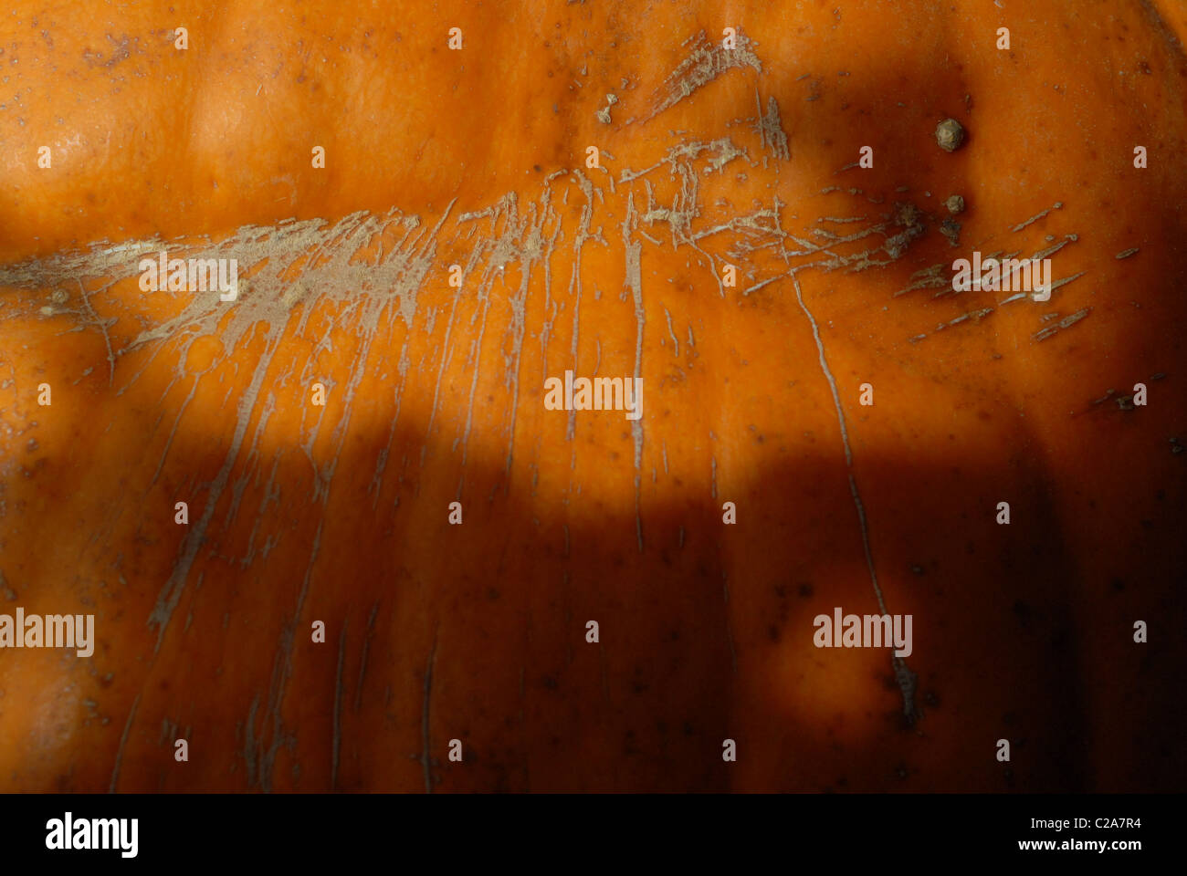 Detail of scratched pumpkin skin Stock Photo - Alamy