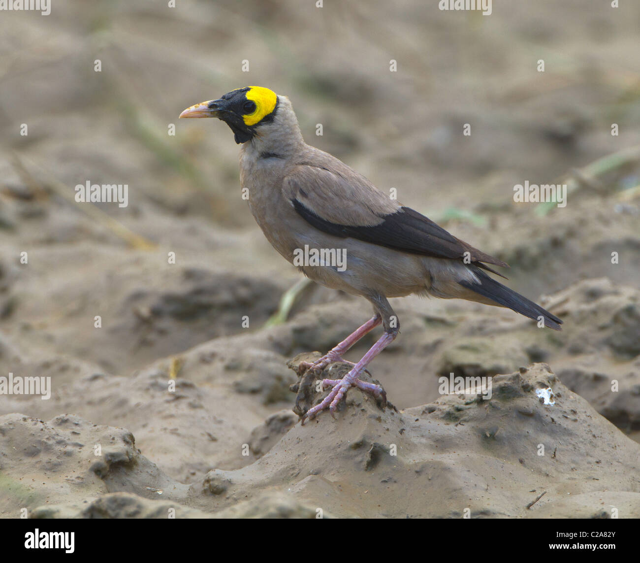 Wattled starling hi-res stock photography and images - Alamy