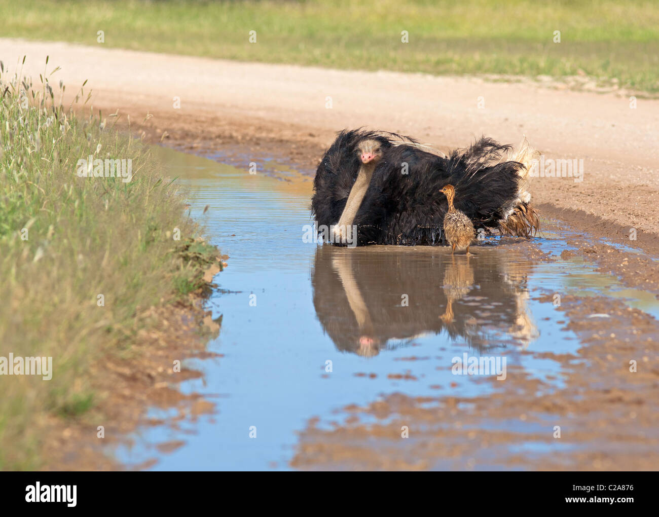 Ostrich wildlife africa bathing hi-res stock photography and images - Alamy