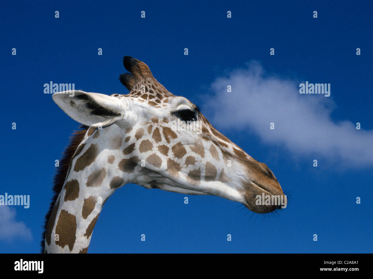 An African reticulated giraffe stretches its long neck to stare at ...