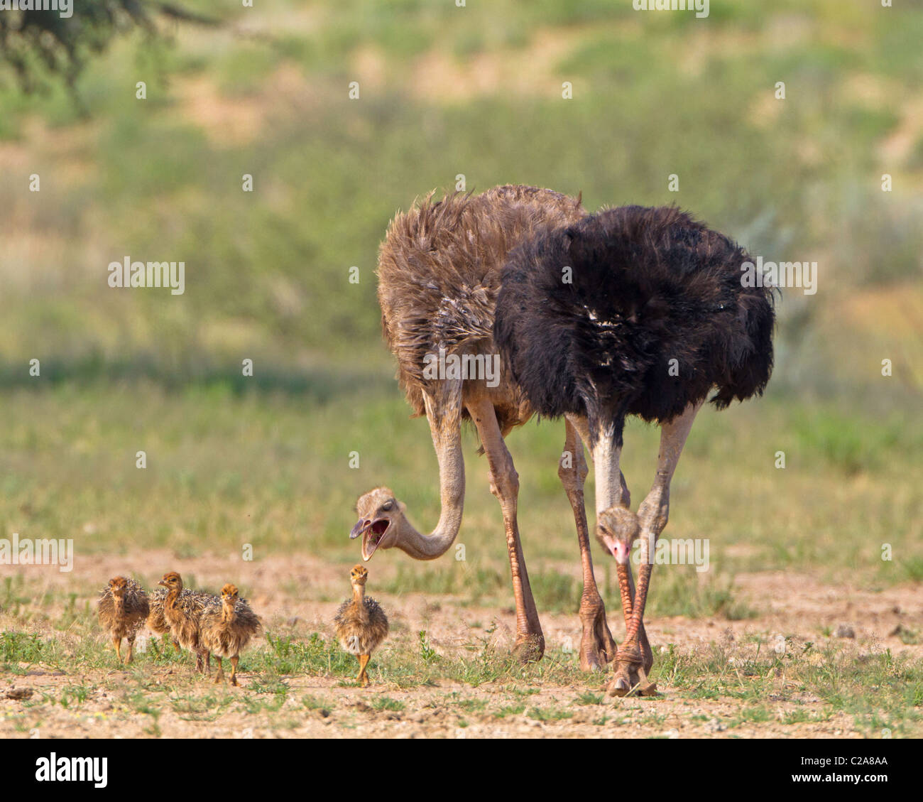 ostrich couple with young Stock Photo - Alamy