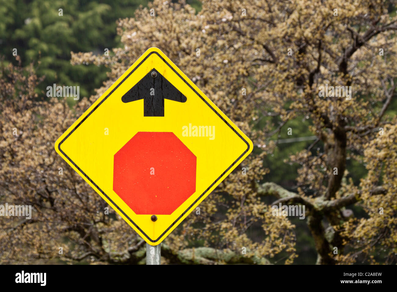 Stop sign ahead sign-Victoria, British Columbia, Canada Stock Photo - Alamy