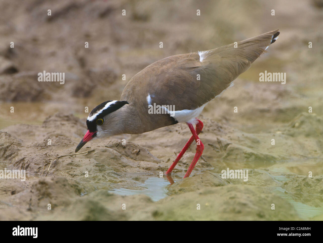 Desert plover hi-res stock photography and images - Alamy