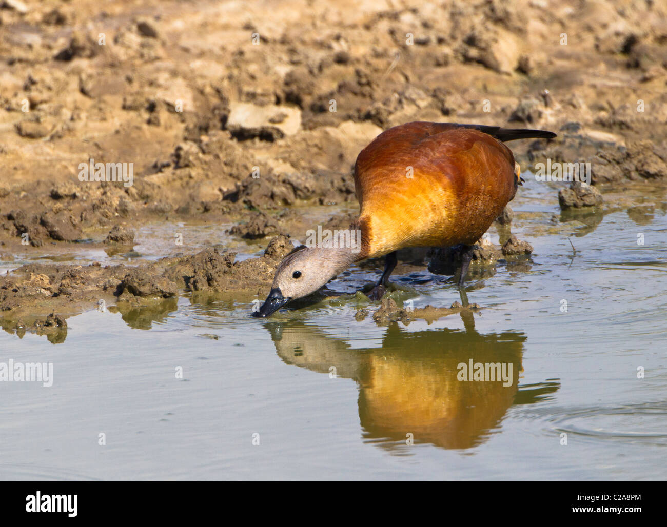 Shelduck feeding mud hi-res stock photography and images - Alamy