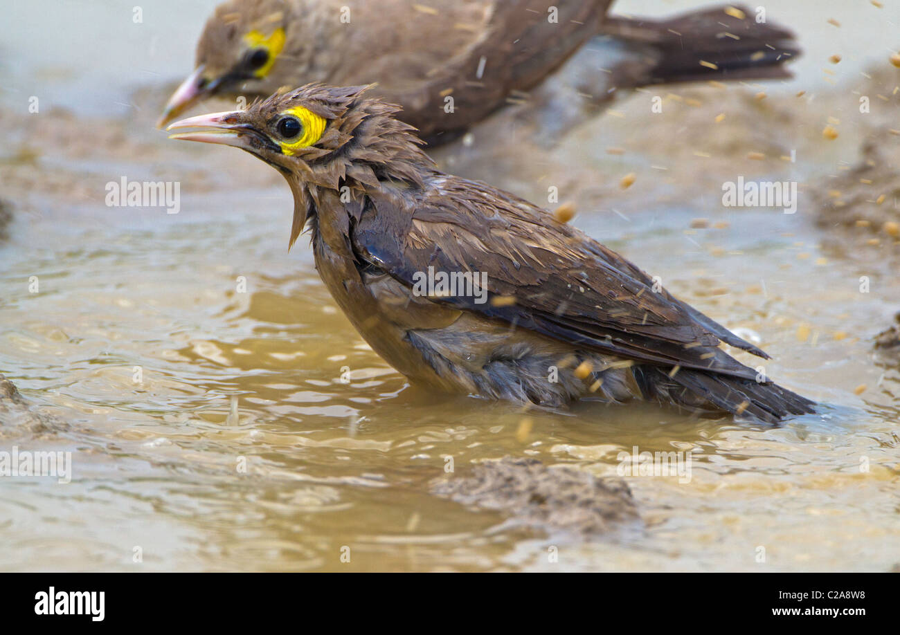 Wailed hi-res stock photography and images - Alamy