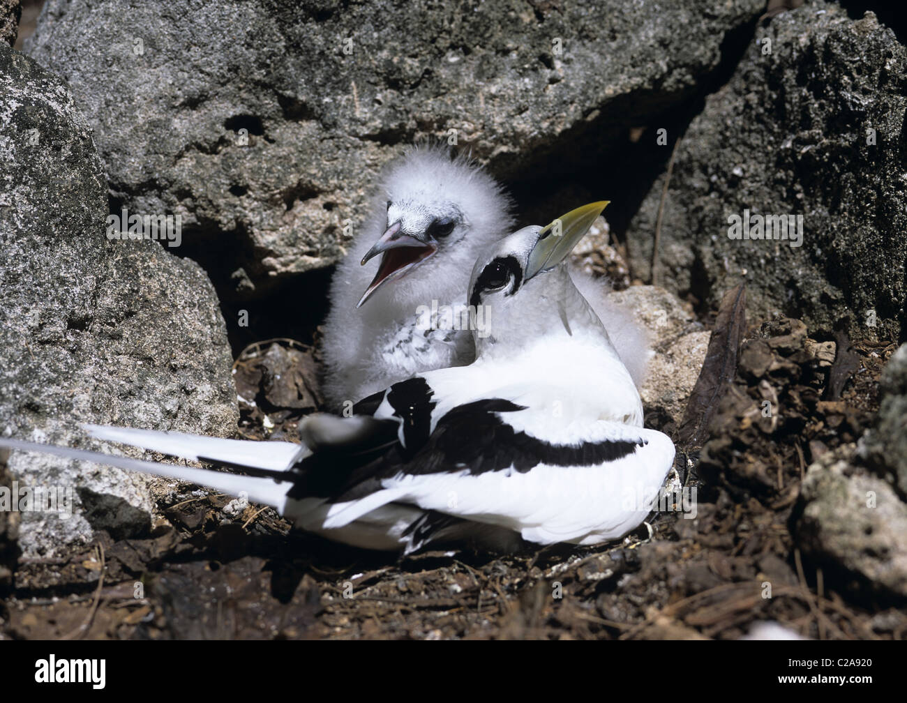 Adult and baby White-tailed Tropic bird Phaeton lepturus, Cousin Island ...