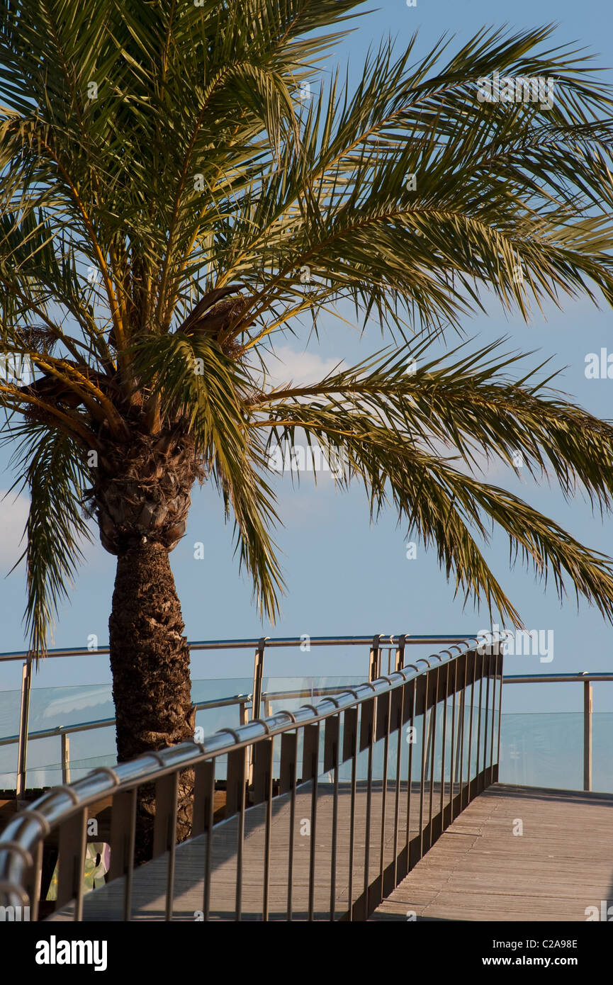 Palm tree walkway hi-res stock photography and images - Alamy