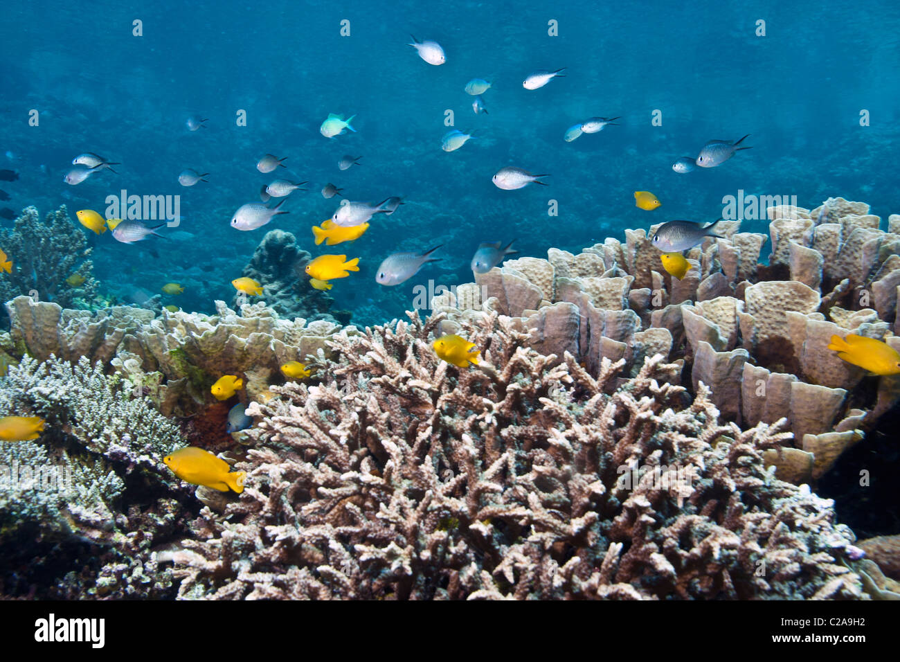Coral reef scene in Lembeh Straits Indonesia Stock Photo - Alamy