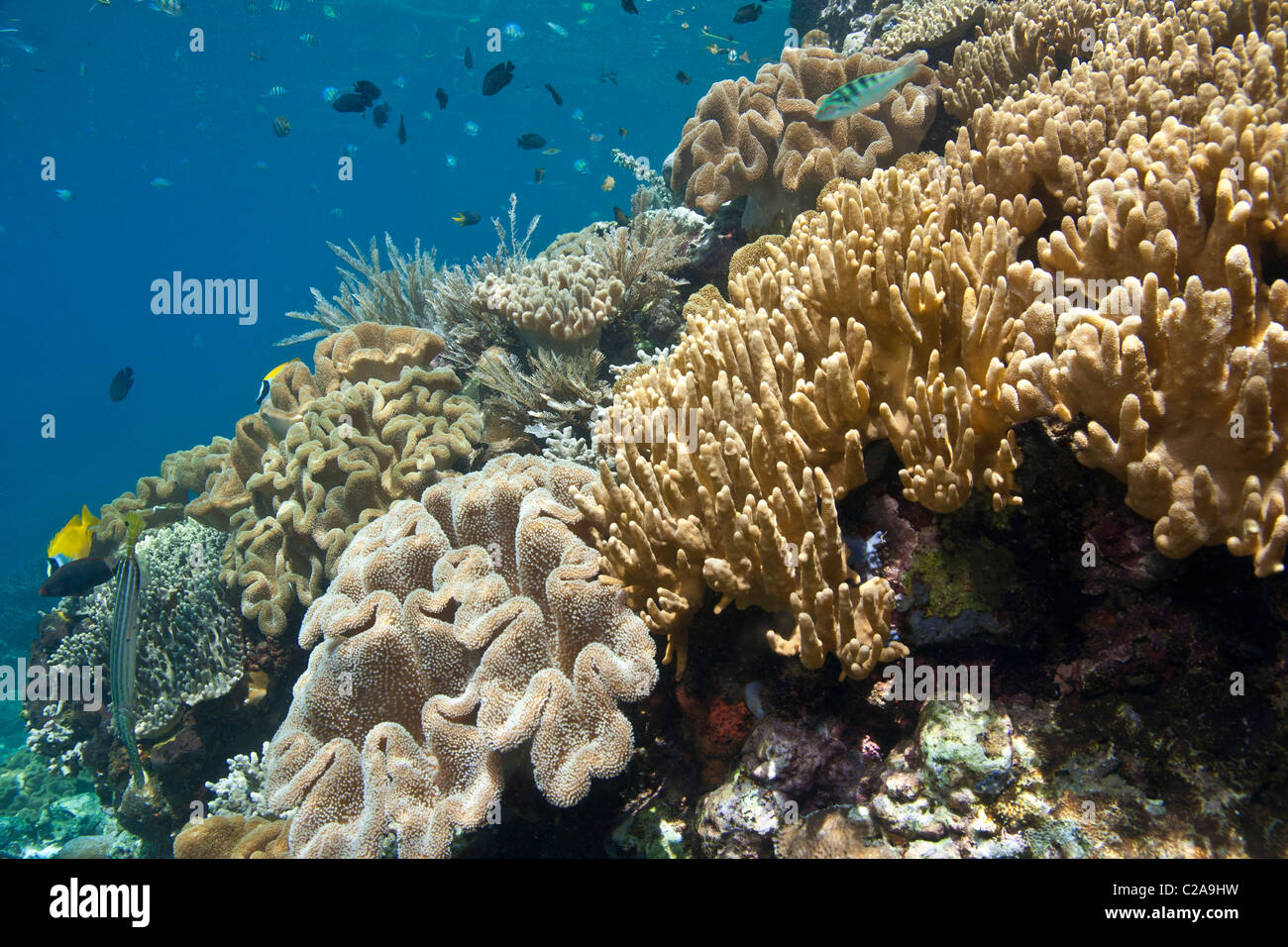 Coral reef scene in Lembeh Straits Indonesia Stock Photo - Alamy