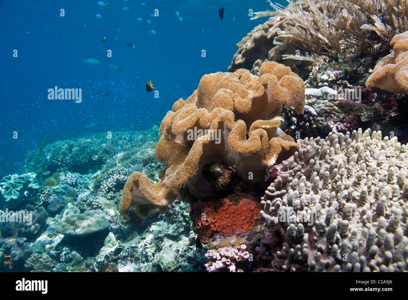 Coral reef scene in Lembeh Straits Indonesia Stock Photo - Alamy