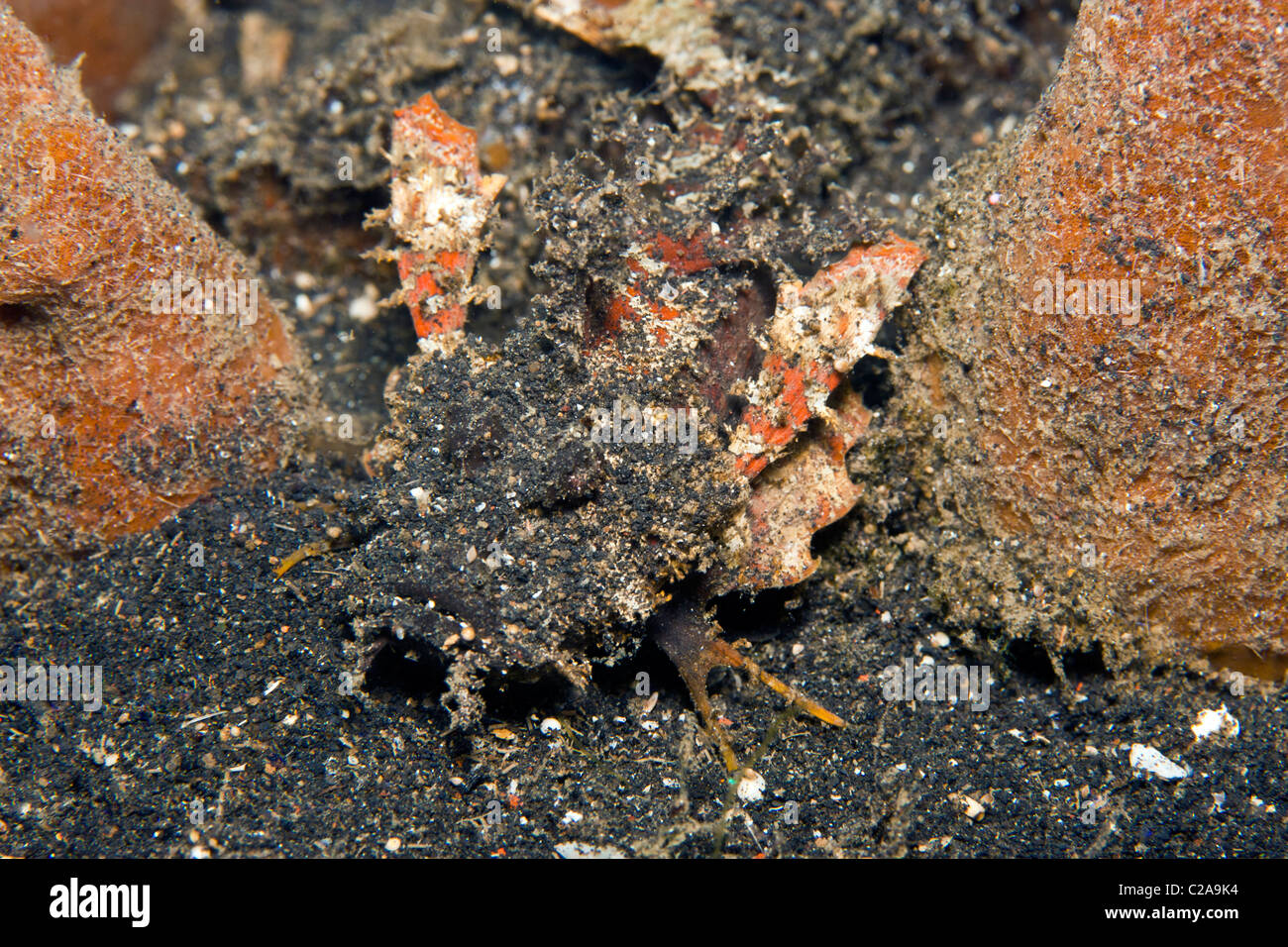 Devilfish hi-res stock photography and images - Alamy