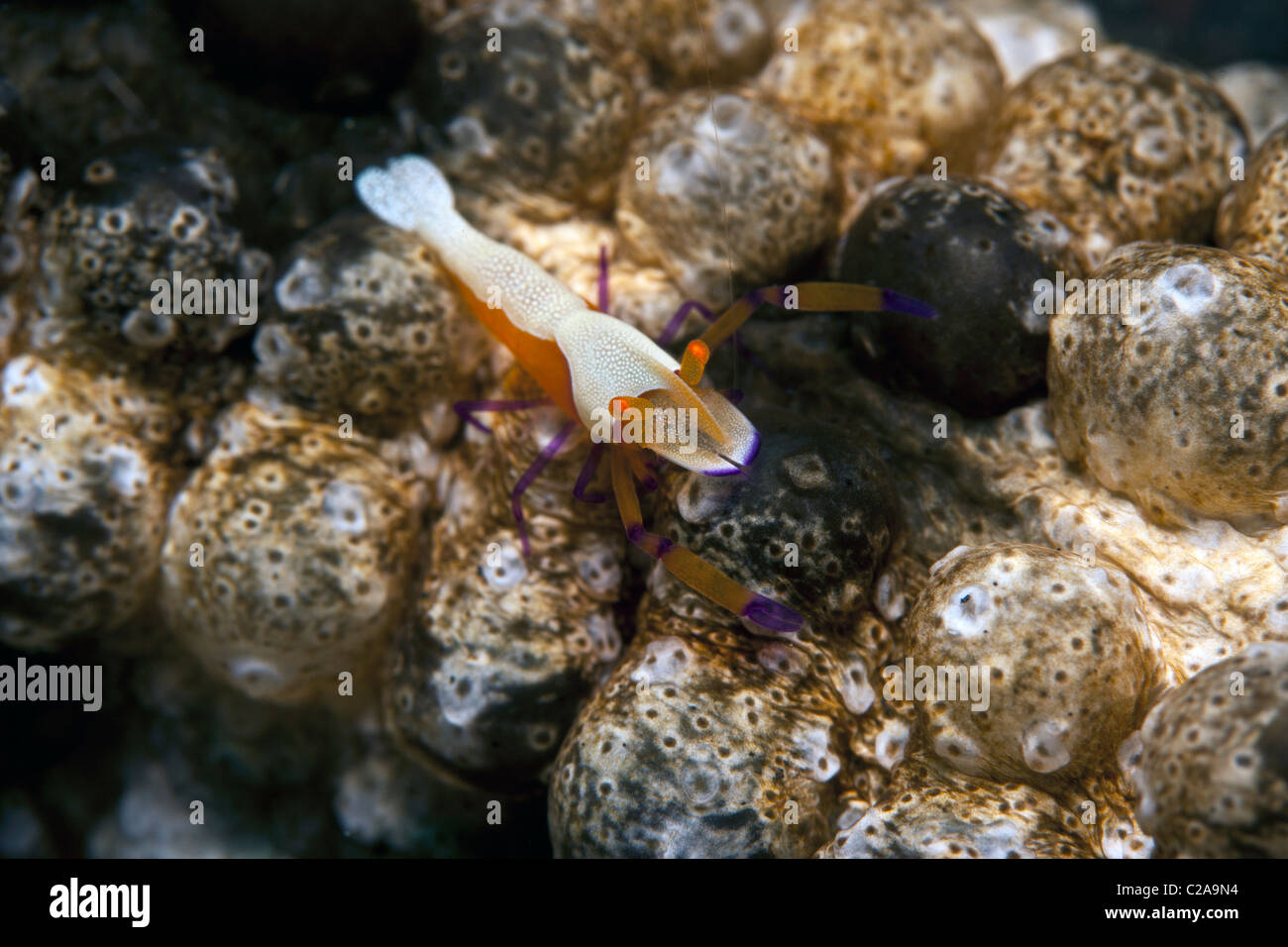 Shrimp living hi-res stock photography and images - Alamy