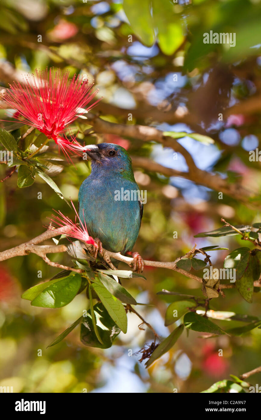 Forbes parrot finch hi-res stock photography and images - Alamy