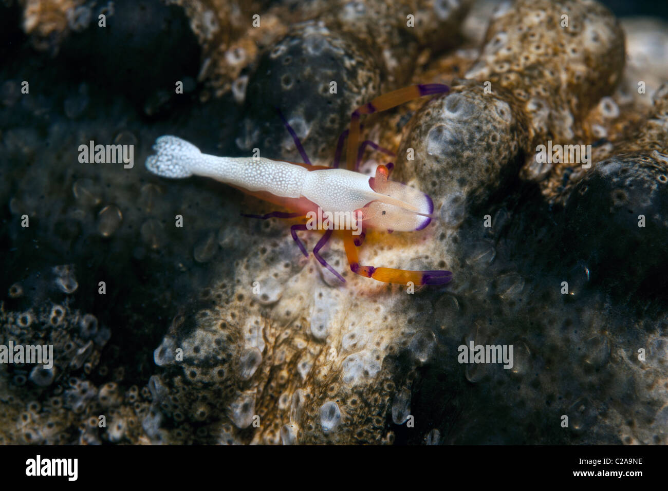 small Emperor shrimp living on Sea Cucumber Stock Photo - Alamy