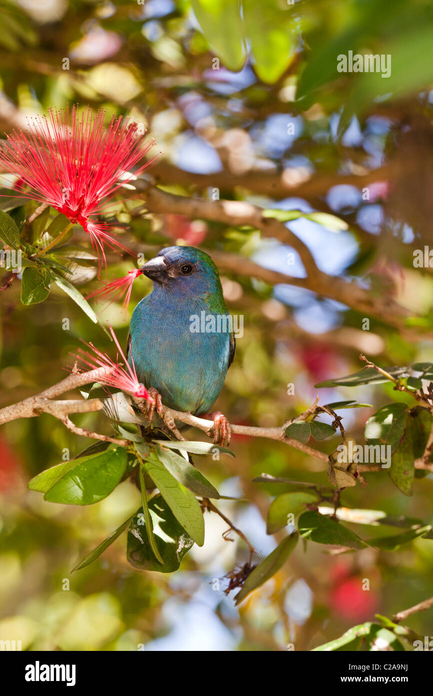 Forbes Parrot Finch feeding on bottle brush tree flowers Stock Photo ...