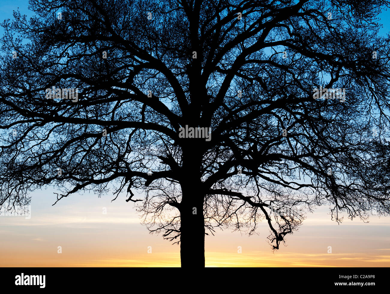 Quercus. Oak Tree tree sunset silhouette Stock Photo - Alamy