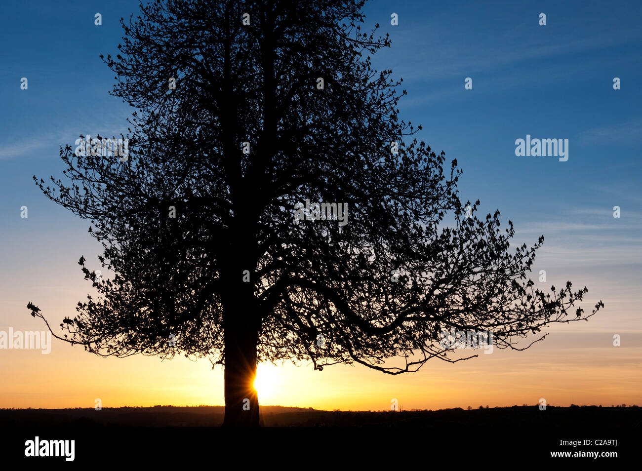 Aesculus hippocastanum. Horse Chestnut tree sunset silhouette Stock ...