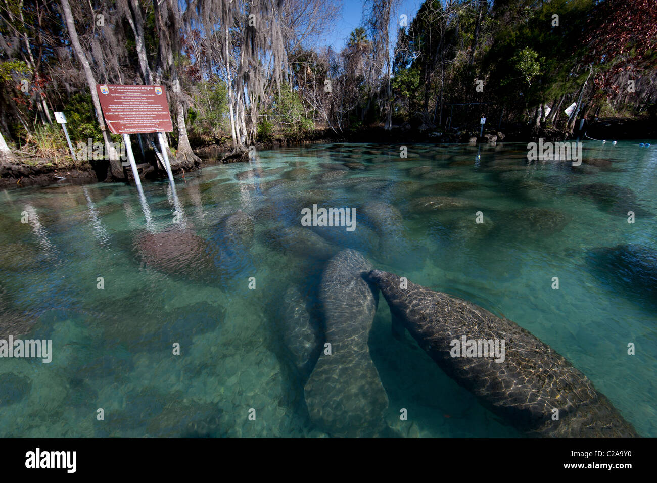 Manatees crystal river florida hi-res stock photography and images - Alamy