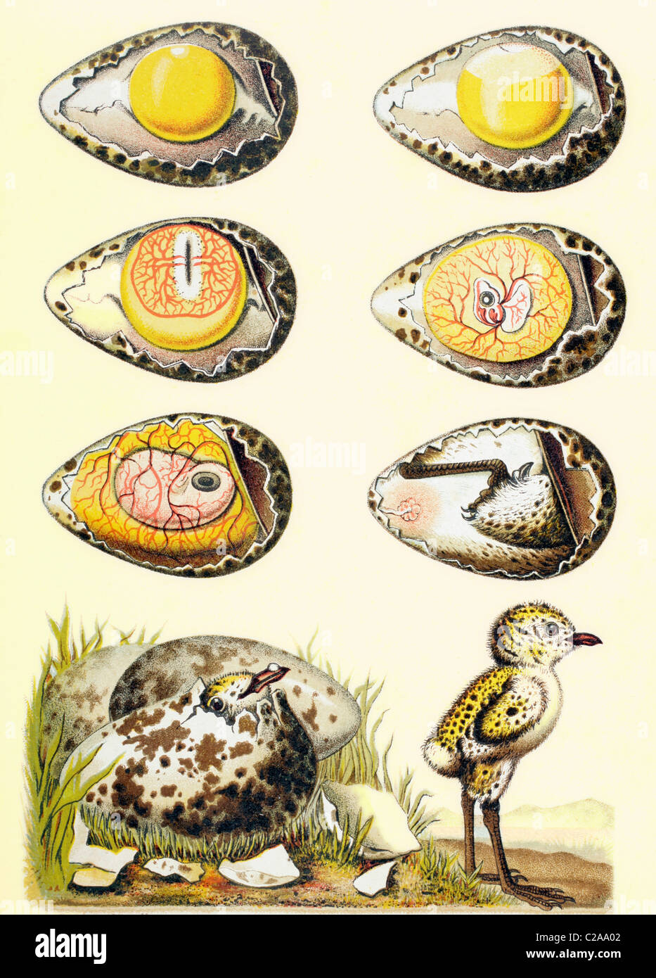 Evolution of a chicken within an egg, and a chicken recently emerged ...