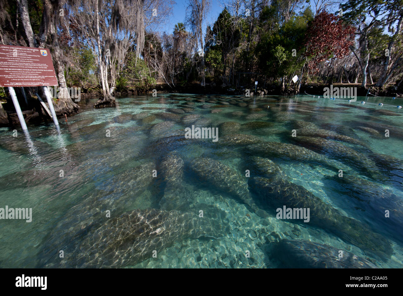 Manatees congregate in the warmer water of the head springs of the ...
