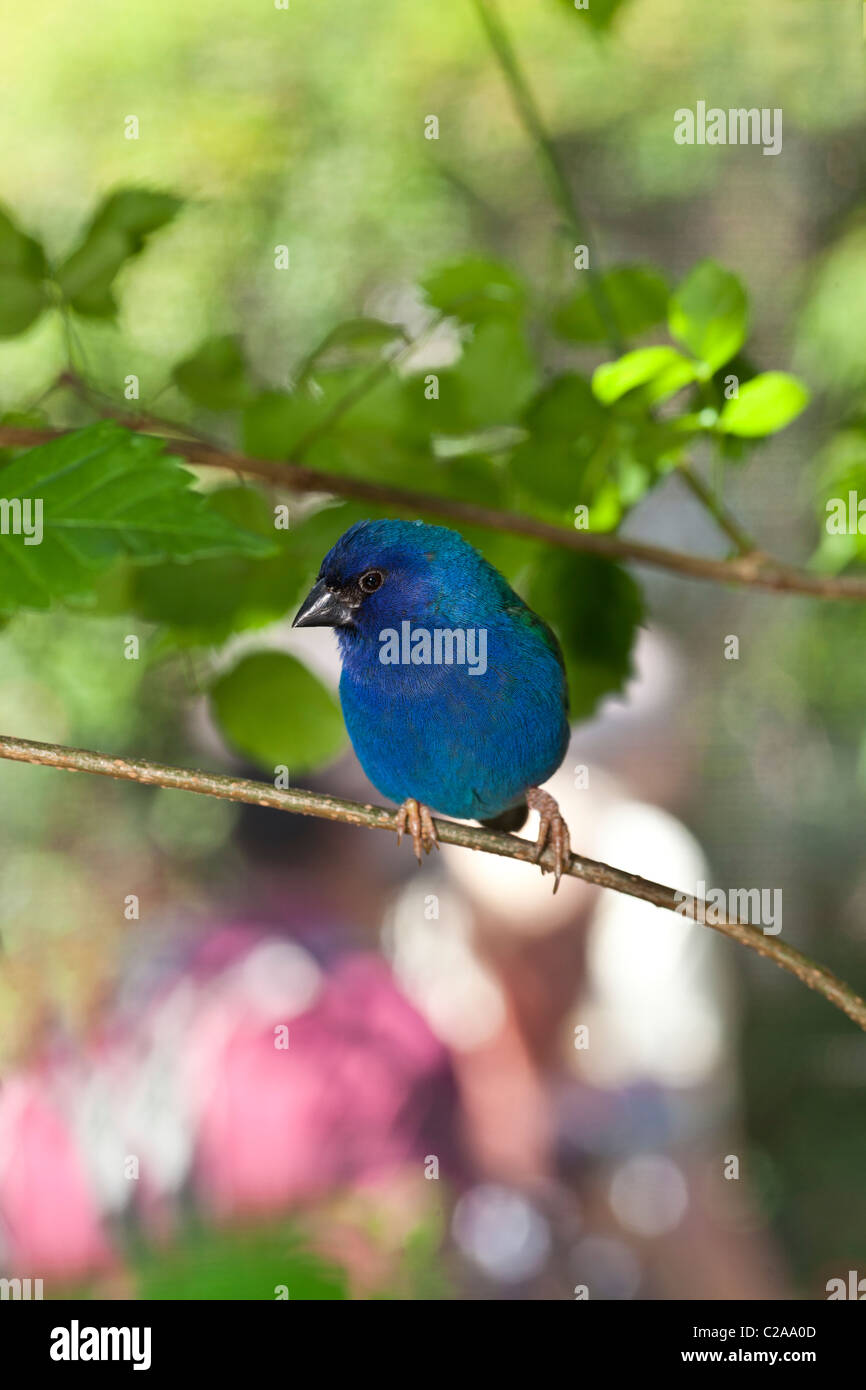 Forbes parrot finch hi-res stock photography and images - Alamy