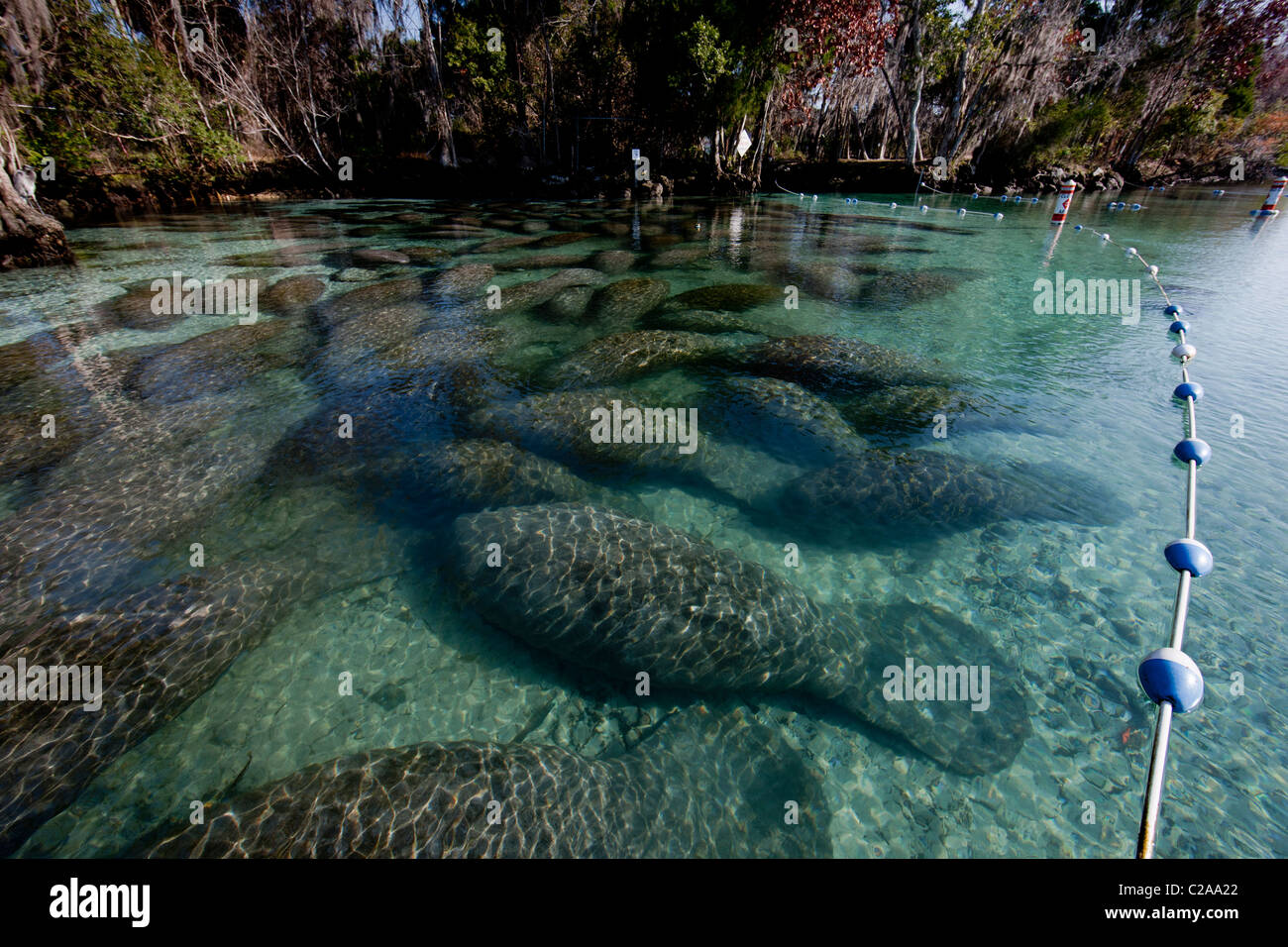 Manatees congregate in the warmer water of the head springs of the ...