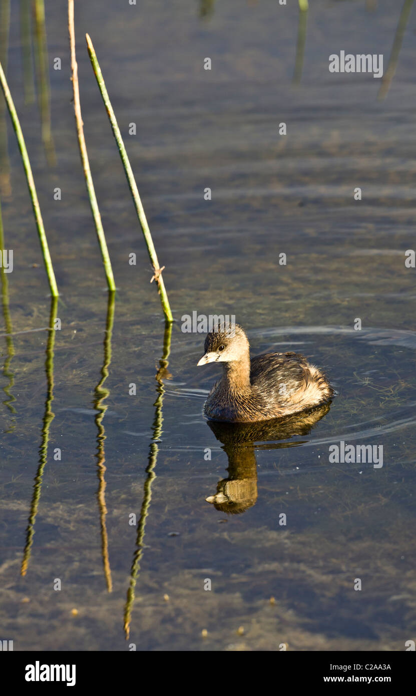 Grebe in flight hi-res stock photography and images - Alamy