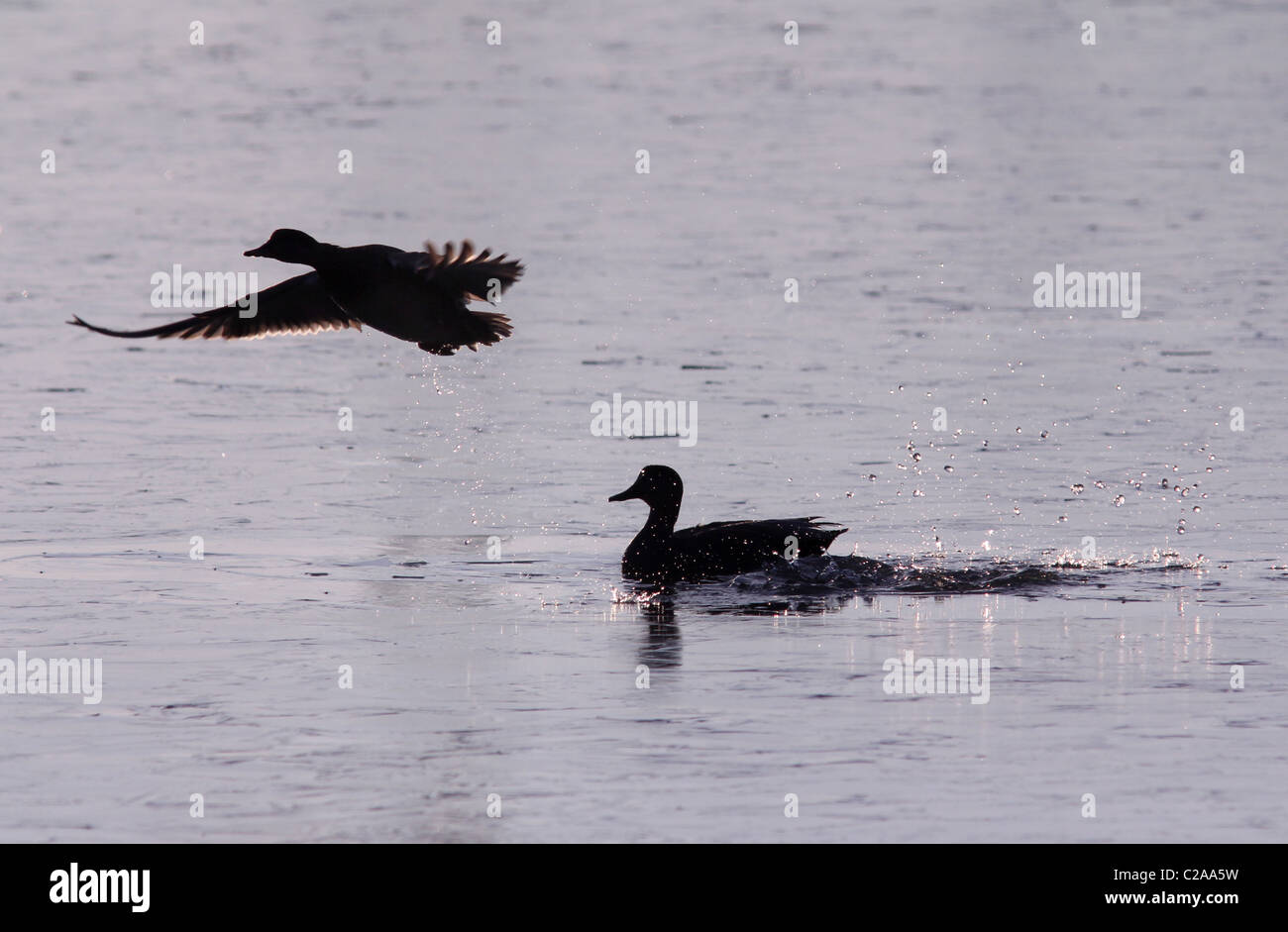 Gadwall duck taking off from pond Ohio bird wetland marsh shore flock ...