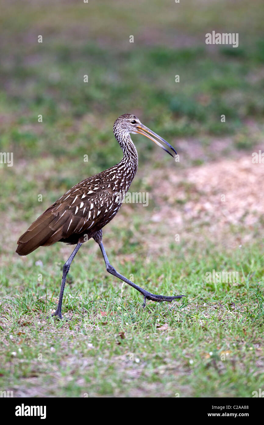 Limpkin in early morning in Everglades National Park Stock Photo - Alamy