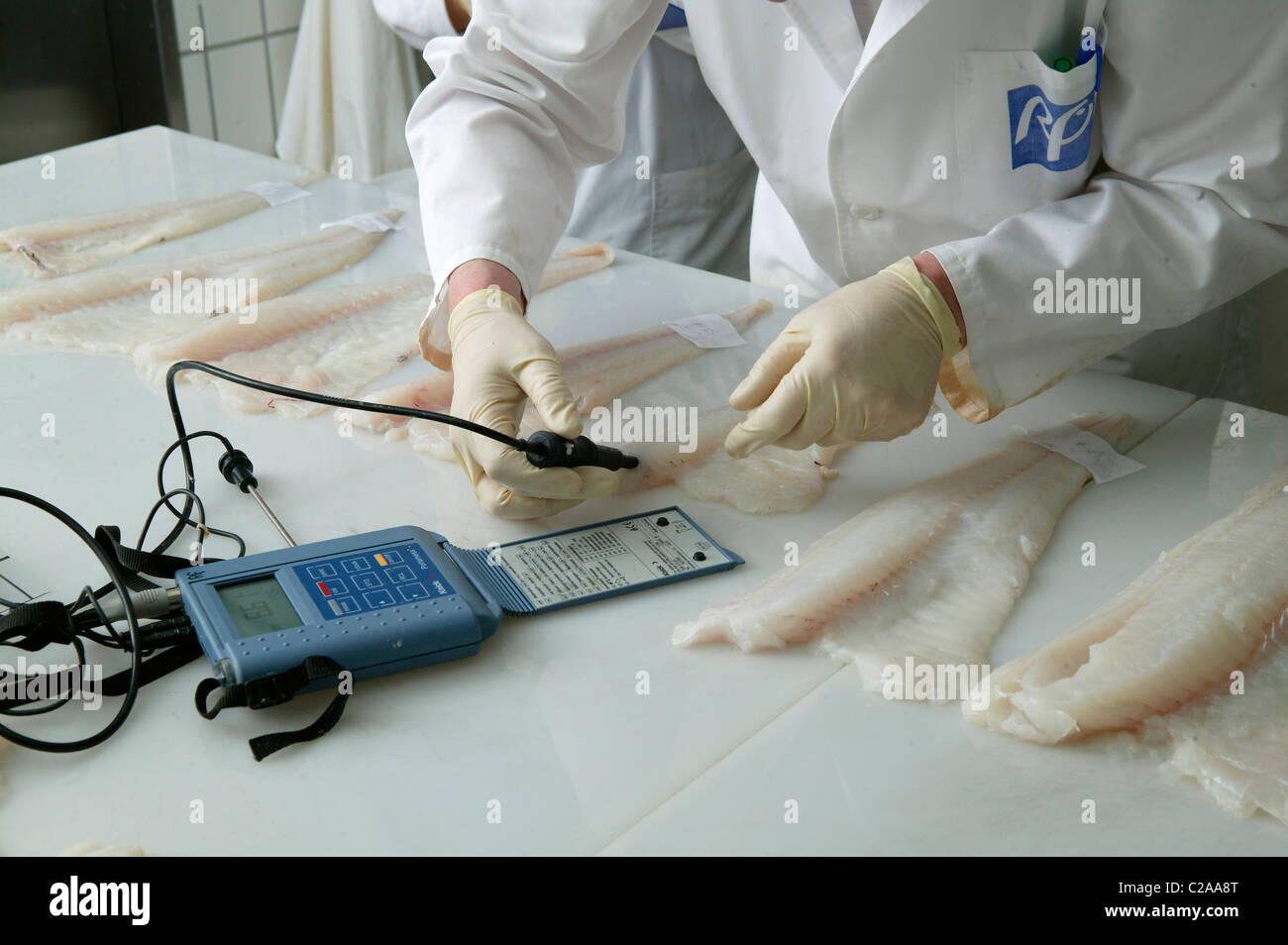 Scientist in fish laboratories doing research, Iceland Stock Photo - Alamy
