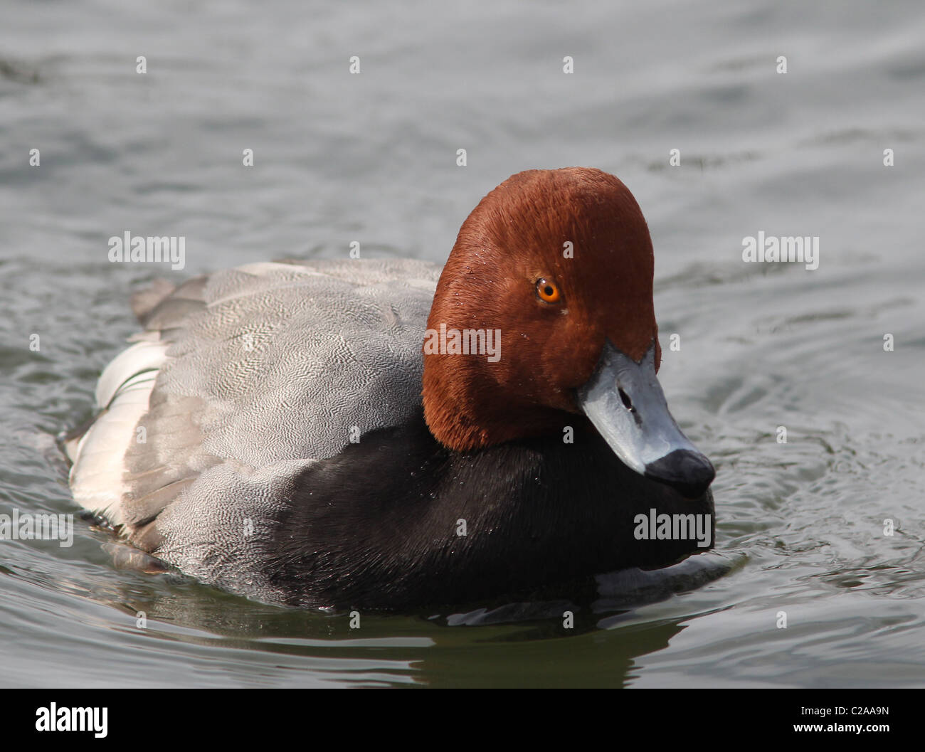 Redhead duck hi-res stock photography and images - Alamy